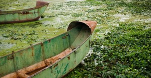 A World Without Fish: Personal Action & the Environment