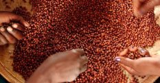 What Are Pulses and Why Are They Important? - Nutrition Studies