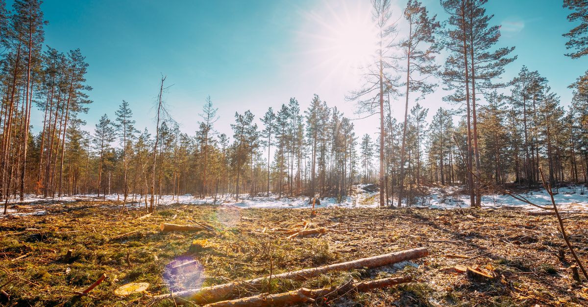 Alimentando nuestros alimentos: agricultura y deforestación - Centro de ...
