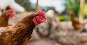 Which Came First: The Chicken, the Egg, or the Dystopian Nightmare ...